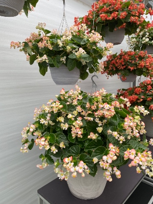 Trip Report California Spring Trials 2022