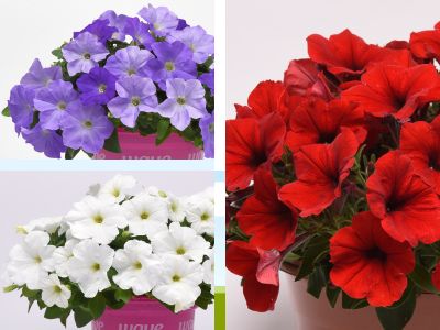 Wave® Spreading Petunias Selected by Tu Bloom Designs® for the 2024 ...