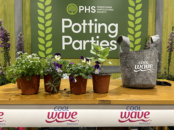 Cool Wave Pansies at Philadelphia Flower Show - search highlighted