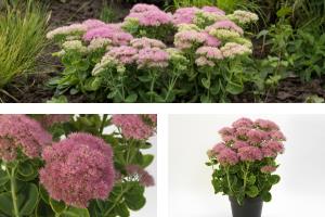 Sedum Spectacular Receives 2026 AAS Award - search highlighted