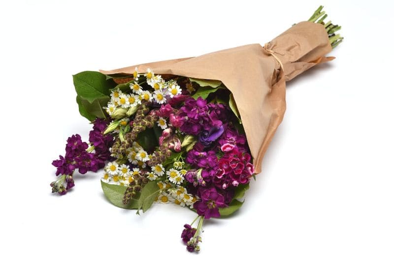 Cut Flowers from PanAmerican Seed